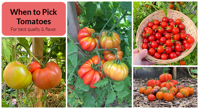How long do tomatoes last after picking?