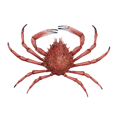 How long do UK spider crabs live?