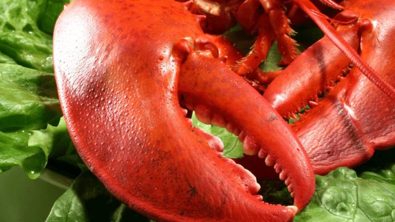 How long do you cook precooked lobster claws?