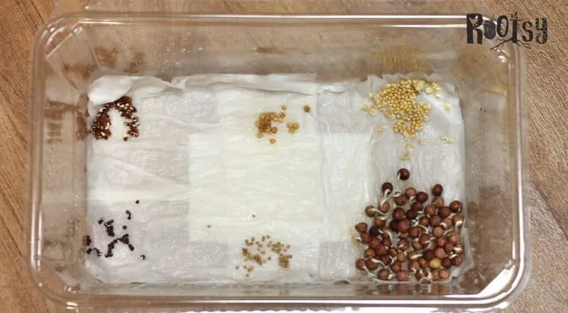 How long do you leave seeds in paper towel to germinate?