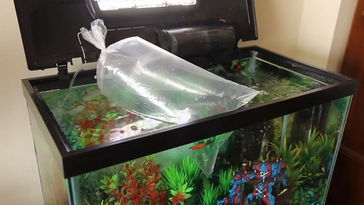 How long do you let water sit before putting fish in?