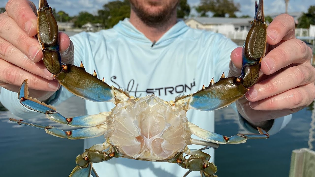 How long do you steam cleaned Blue crabs?