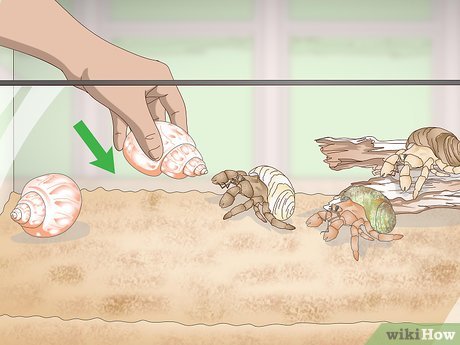 How long does a hermit crab live as a pet?