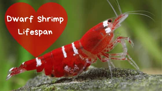 How long does a live shrimp live?