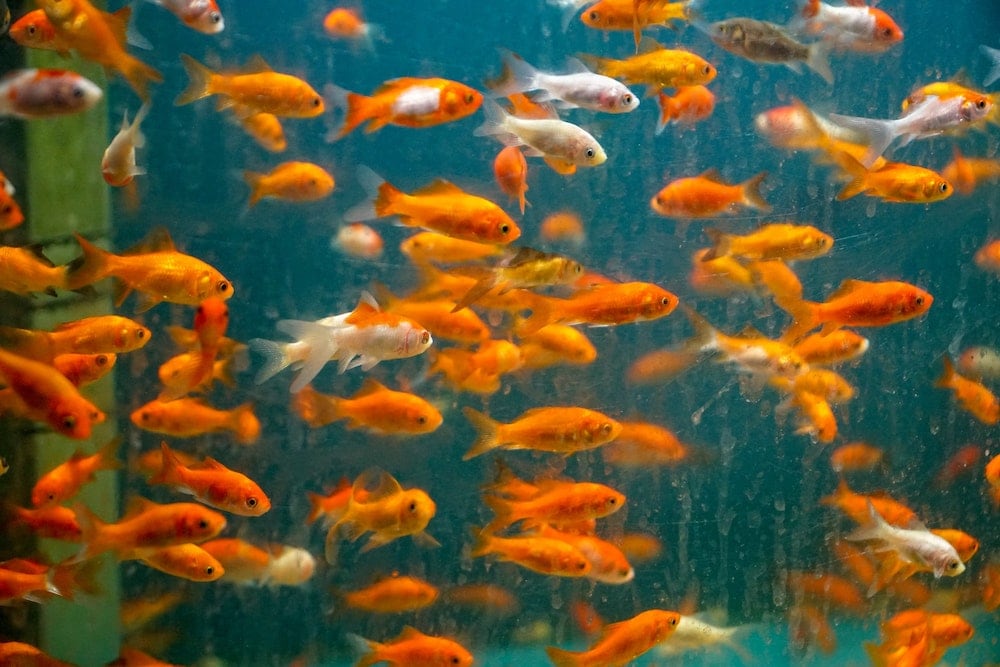 How long does fish stress last?