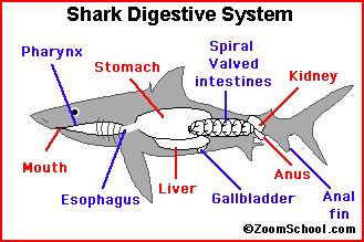 How long does food stay in a shark's stomach?