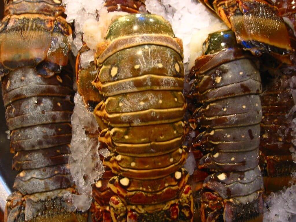 How long does frozen lobster tail last in the freezer?