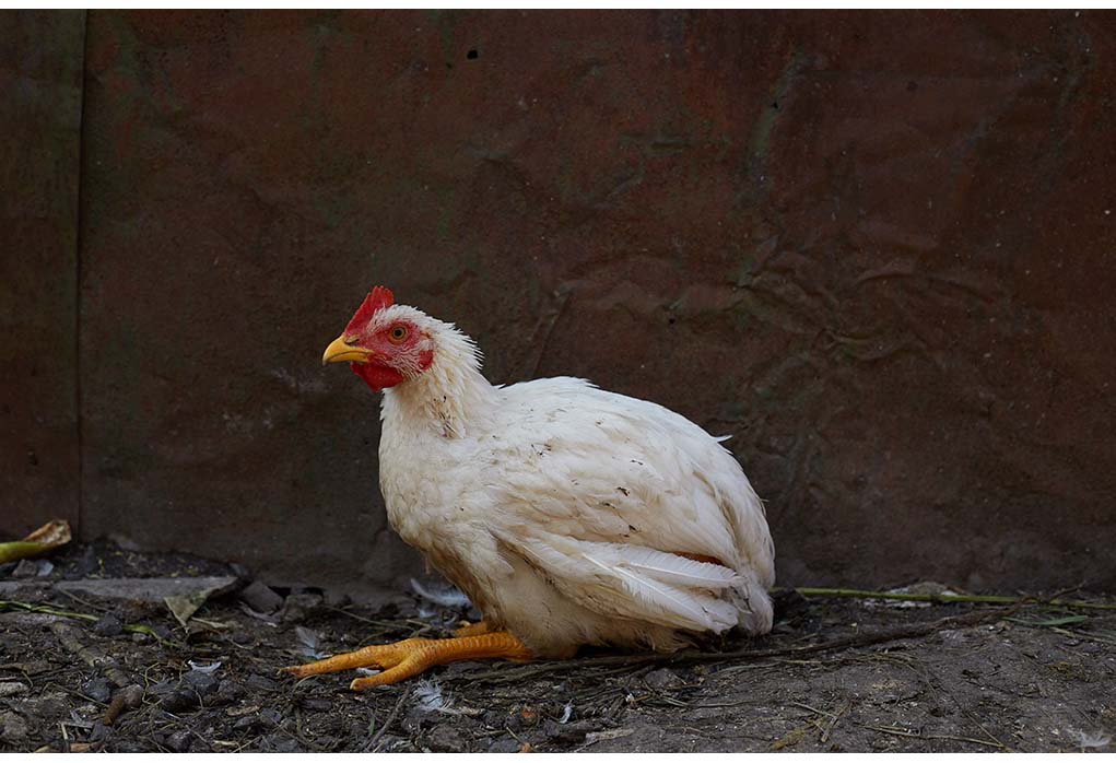 How long does it take a chicken to recover from coccidiosis?