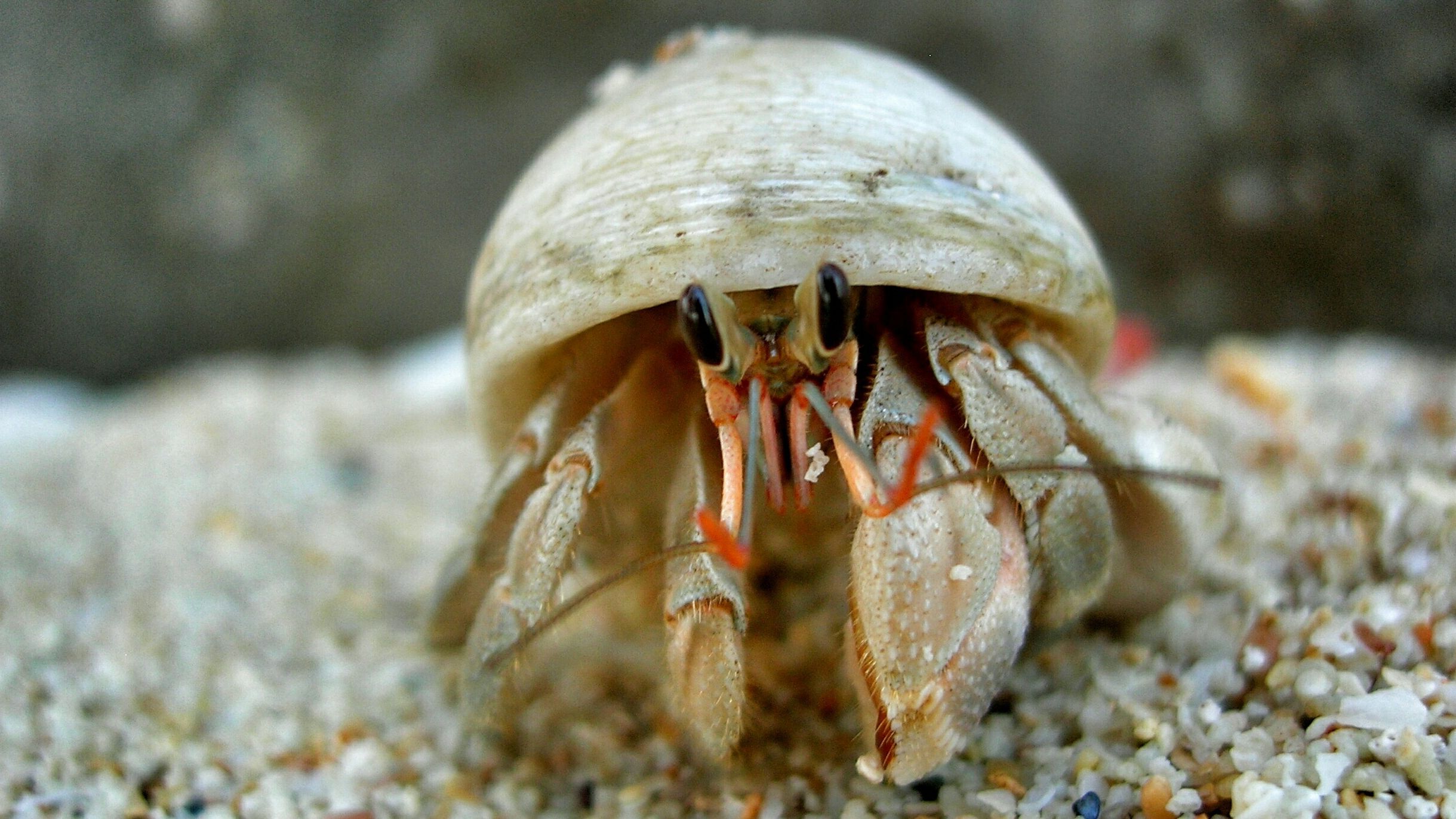 How long does it take a crab to molt?