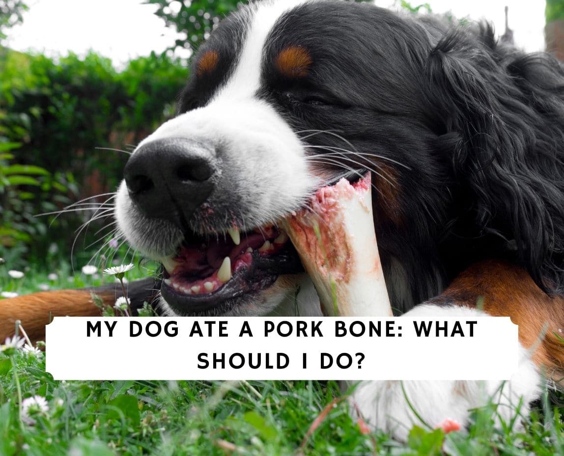How long does it take a dog to digest a pork chop?