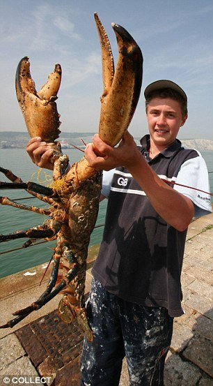How long does it take a lobster to grow to 2 lb?
