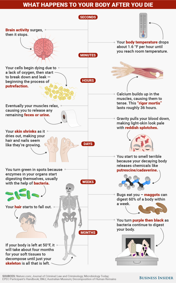 How long does it take for a dead body to smell?