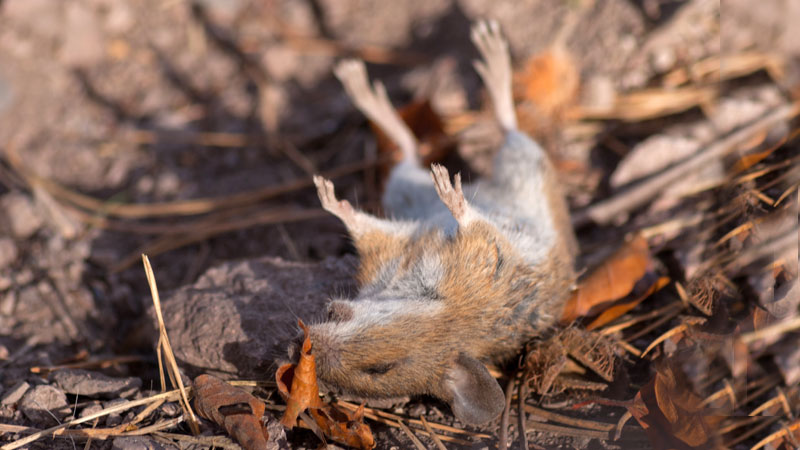 How long does it take for a dead mouse to stop smelling?