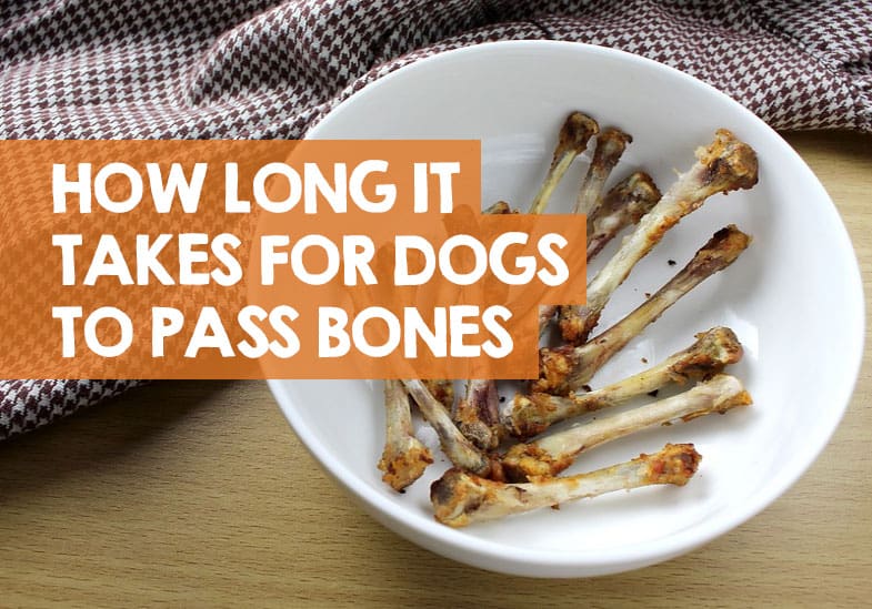 How long does it take for a dog to pass a bone?