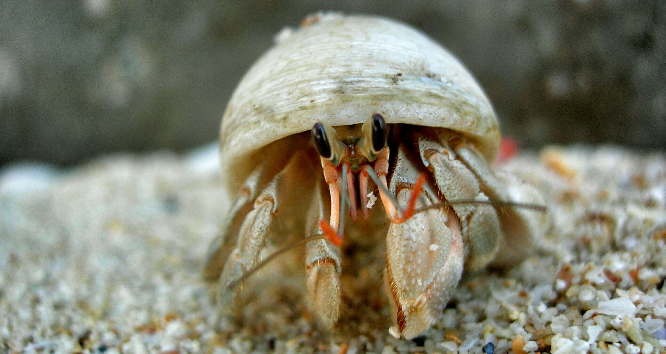 How long does it take for a hermit crab to finish molting?