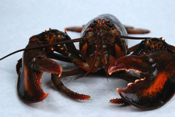 How long does it take for a lobster to decompose?