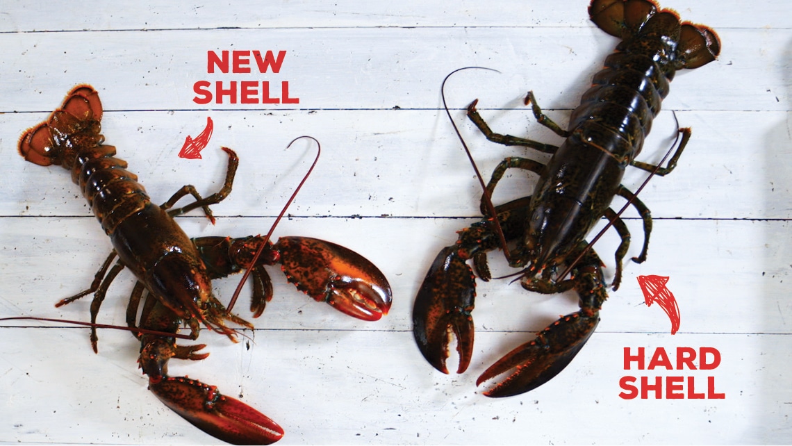 How long does it take for a lobster to get a new shell?