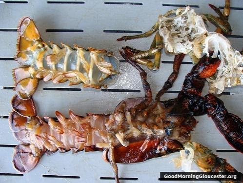 How long does it take for a lobster to shed?