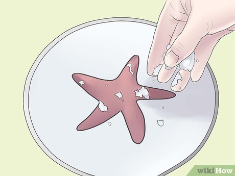 How long does it take for a starfish to dry out?