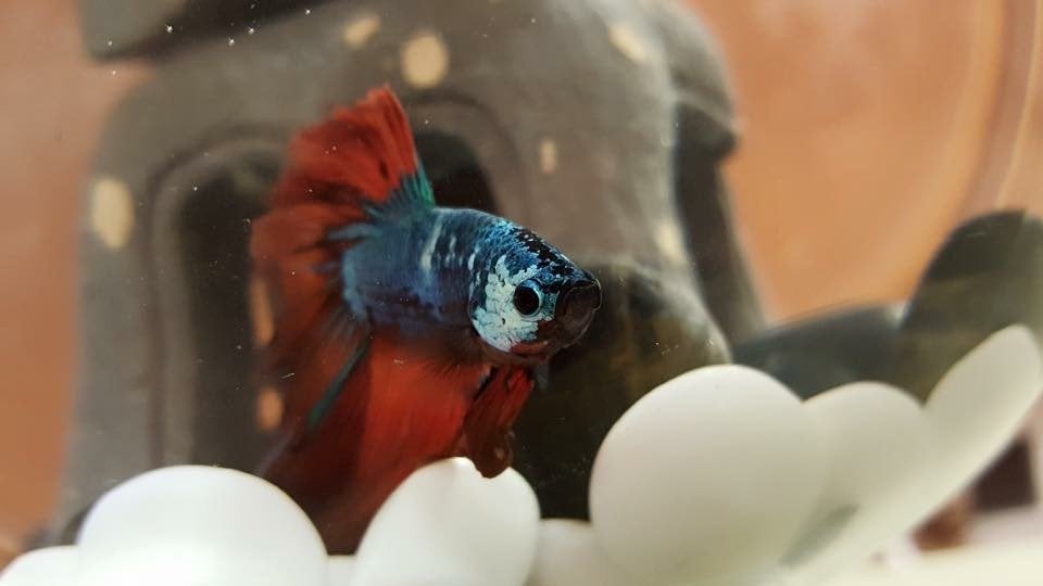 How long does it take for bettas color to come back?