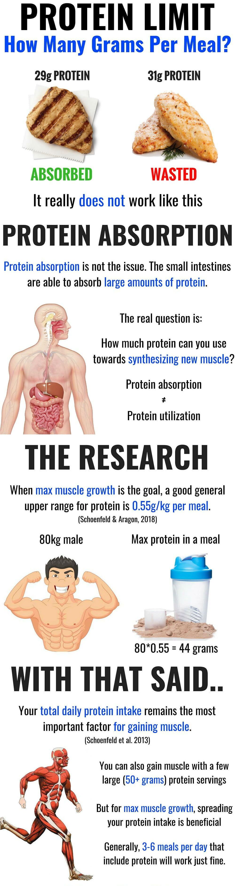 How long does it take for body to absorb protein?