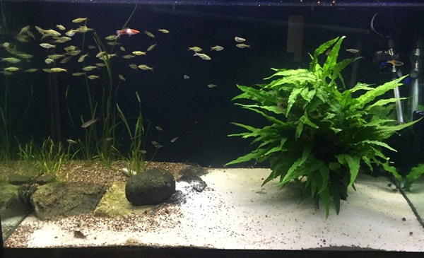 How long does it take for cloudy aquarium water to clear?