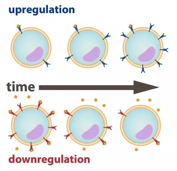 How long does it take for dopamine receptors to recover?