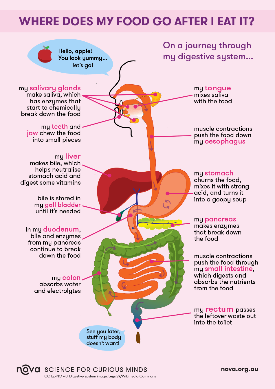 How long does it take for food to move through the colon?