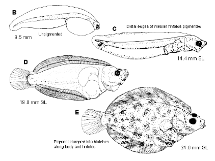 How long does it take for halibut larvae to grow?