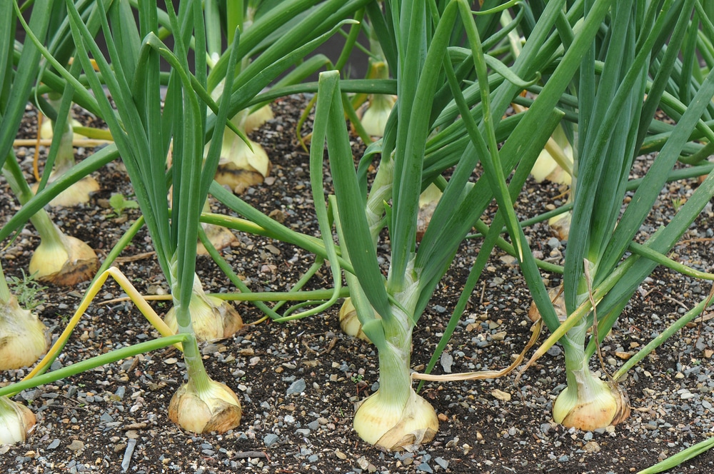 How long does it take for onions to grow from bulbs?