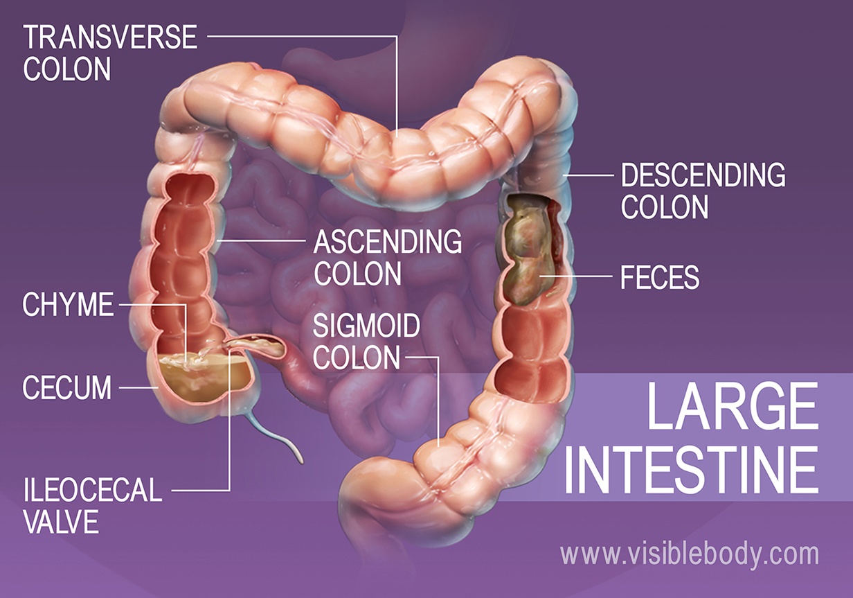 How long does it take for waste to move through the large intestine?