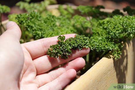 How long does it take to air dry parsley?