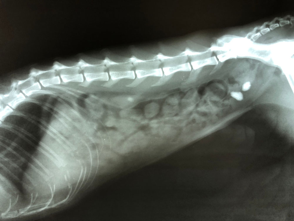 How long does it take to dissolve bladder stones in dogs?