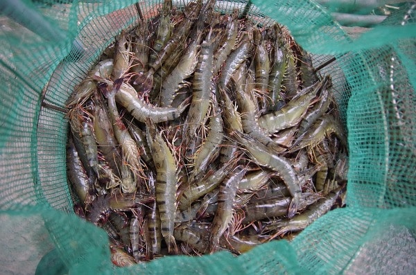 How long does it take to raise prawns?