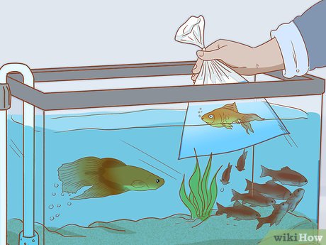 How long does it take to transfer fish?