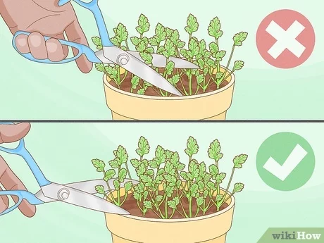 How long does parsley take to grow after cutting?