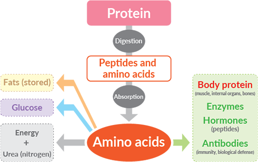 How long does protein get stored in the body?