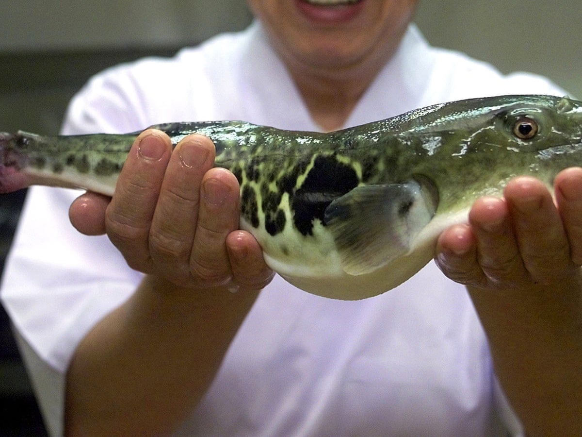 How long does puffer fish toxin last?