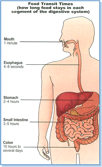 How long does solid food stay in the stomach?