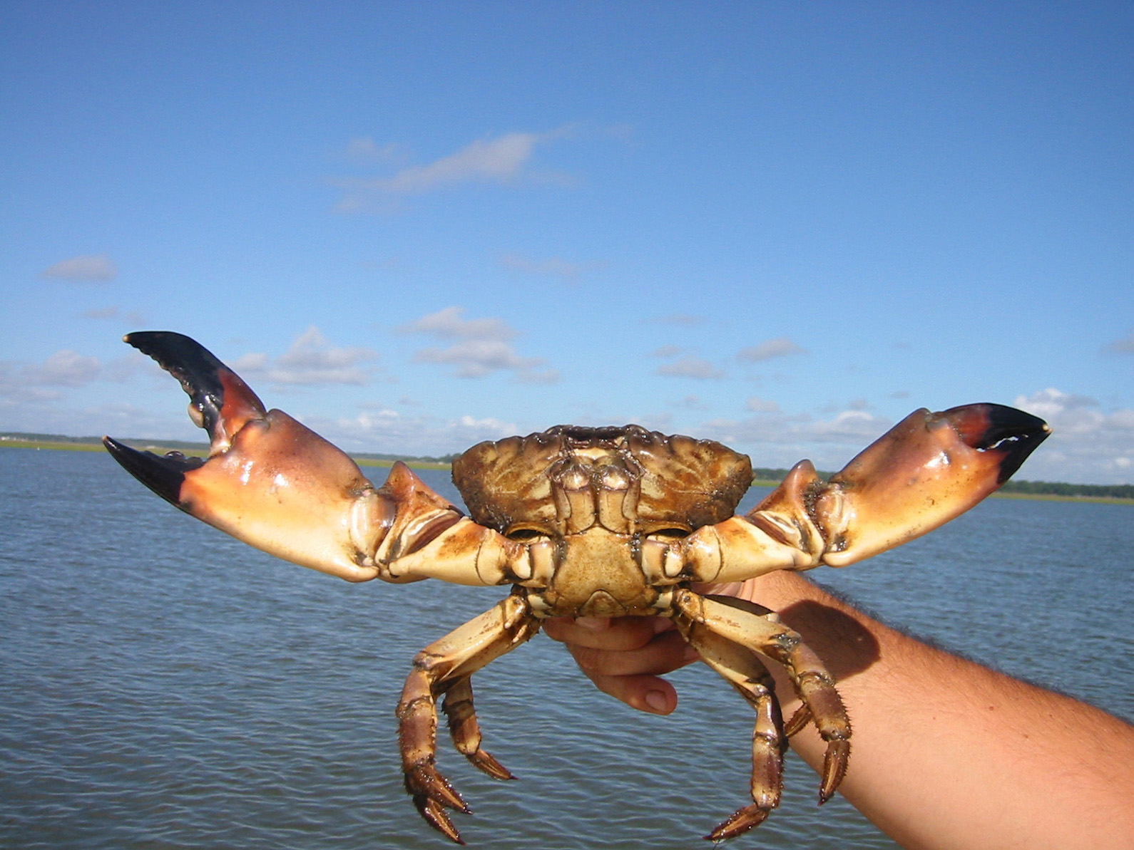 How long does stone crab last?