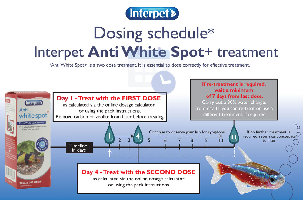 How long does white spot on fish take to clear?