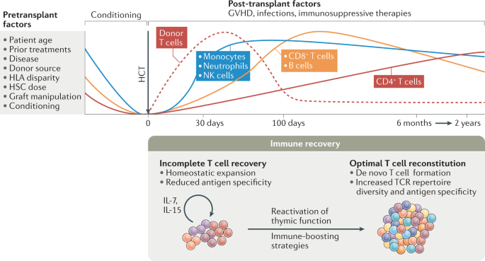 How long for immune system to recover after radiation?