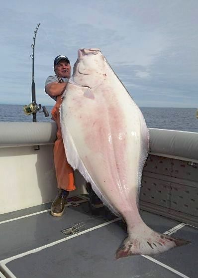 How long is a 100 pound halibut?