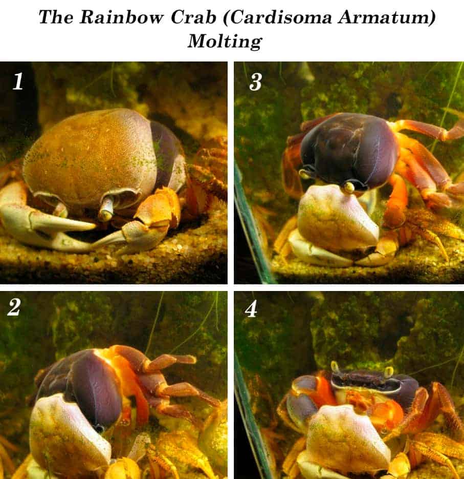 How long is a molting cycle for a crab?