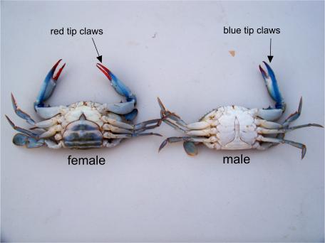 How long is blue crab good for?