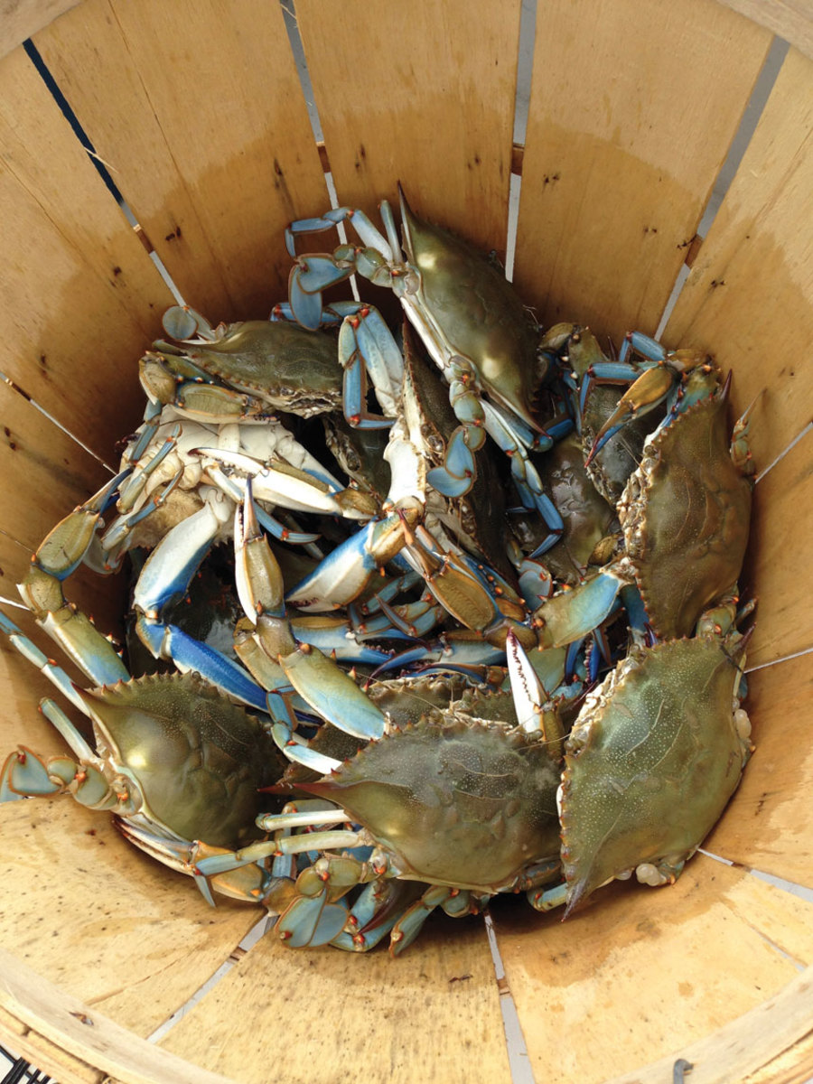 How long is crab good for after catching?