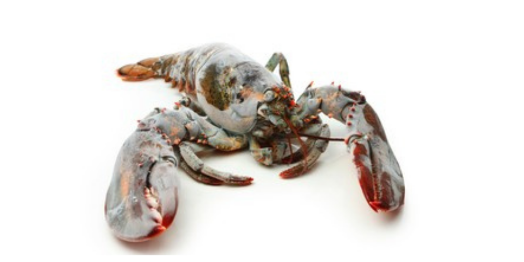 How long is frozen lobster good for?