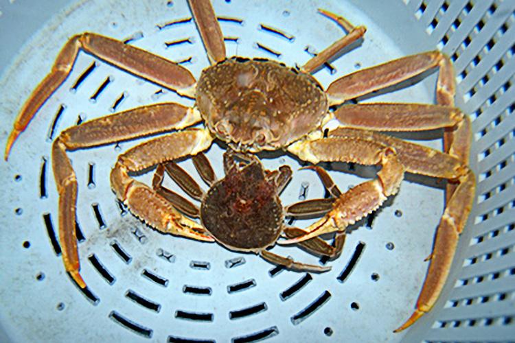 How long is opilio crab season in Alaska?