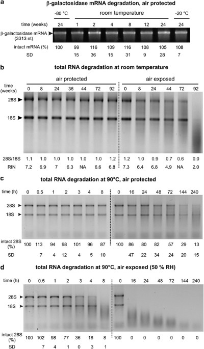 How long is RNA stable for?