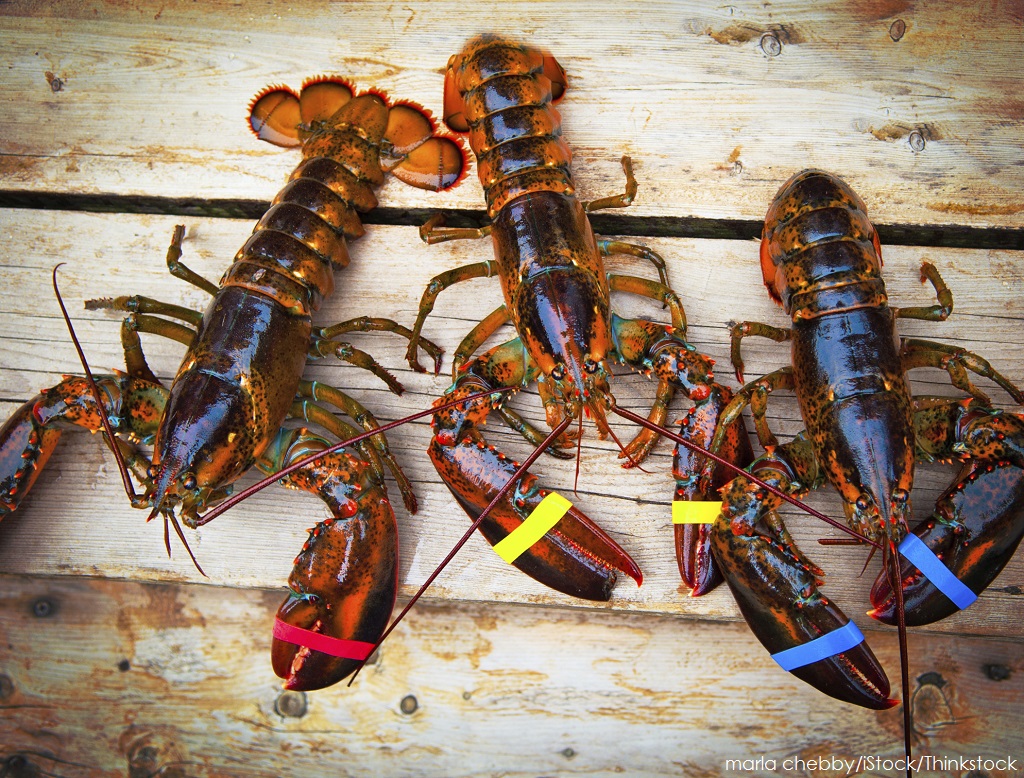 How long is the lobster season in Maine?